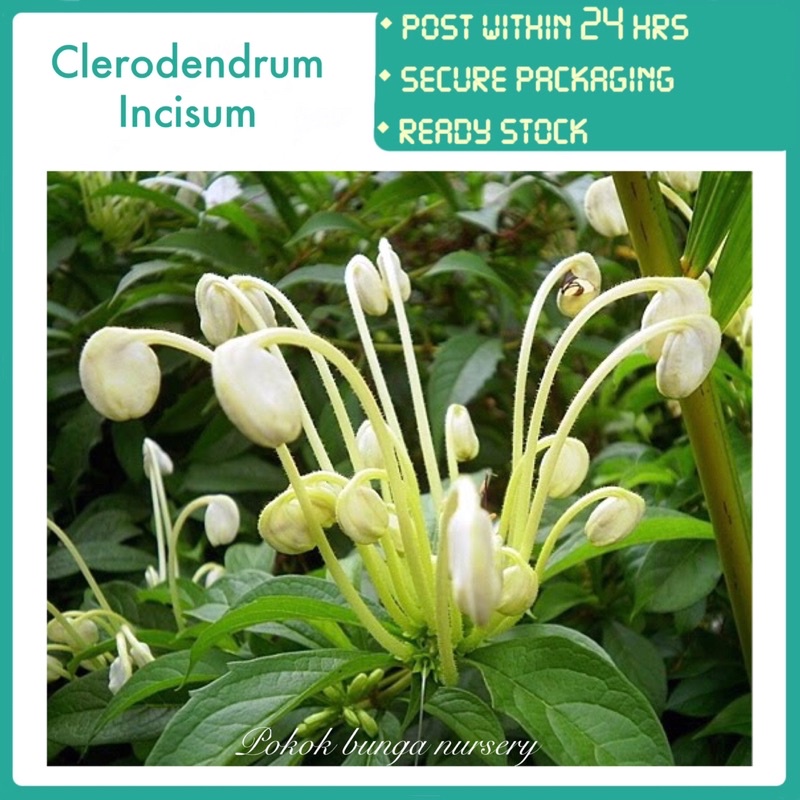 PBN - clerodendrum incisum - do re mi flower glorybower bag flower ...