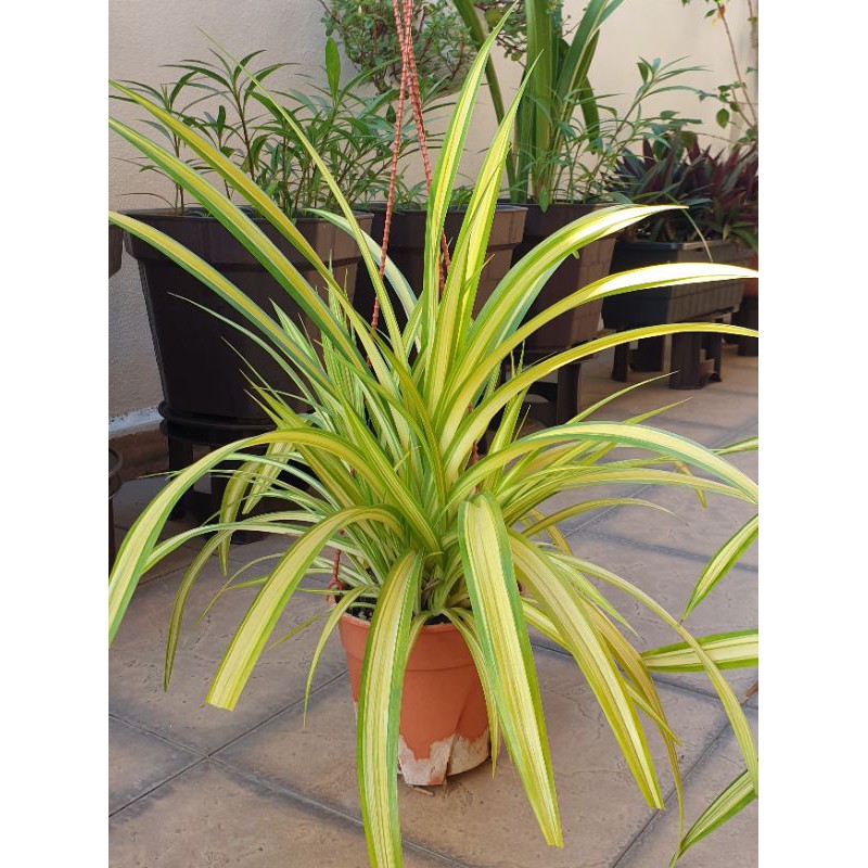 Pokok bunga phormium daun kuning +pasu gantung(POKOK BESAR) | Shopee ...