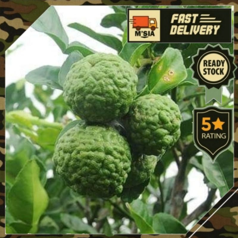 Pokok limau purut (pokok ready stock) | Shopee Malaysia