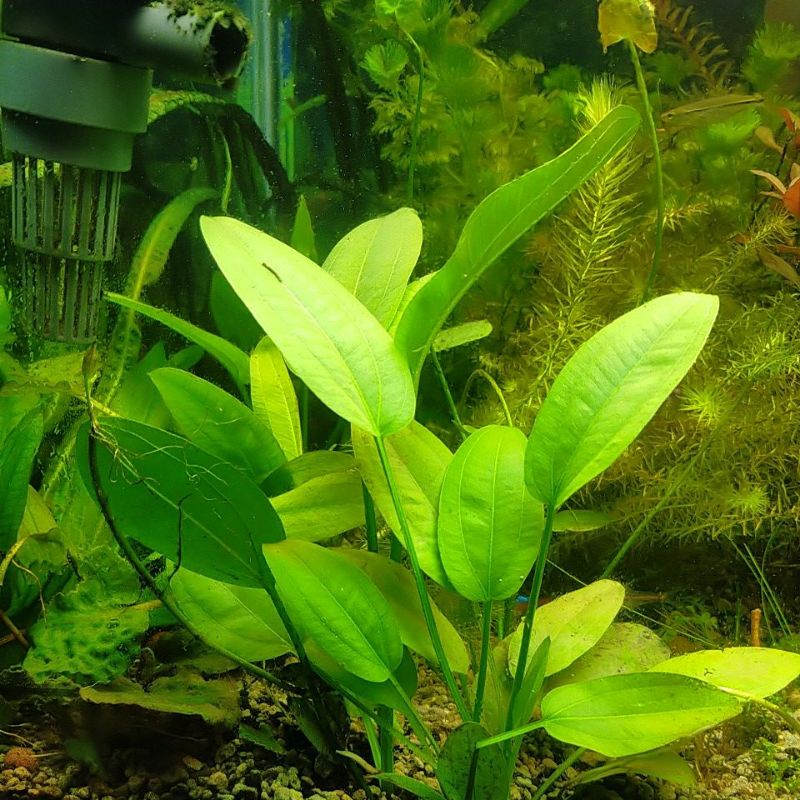 Amazon swordtail lowtech aquatic plant (background plant) | Shopee Malaysia