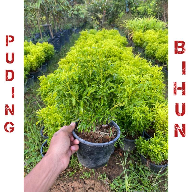 Pokok Bunga puding bihun ( sesuai ditanam di kubur) / pokok hiasan ...