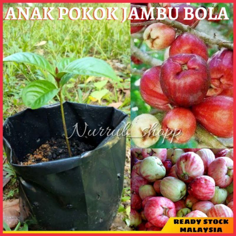 Anak Pokok Buah Jambu Bol / Bola / Keling / Jambu Kayu | Shopee Malaysia