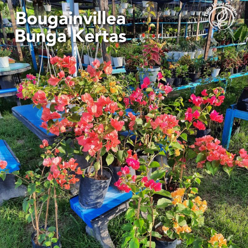 Pokok Bunga Kertas / Bougainvillea / Live Plant / Id Rare Bunga Kertas ...
