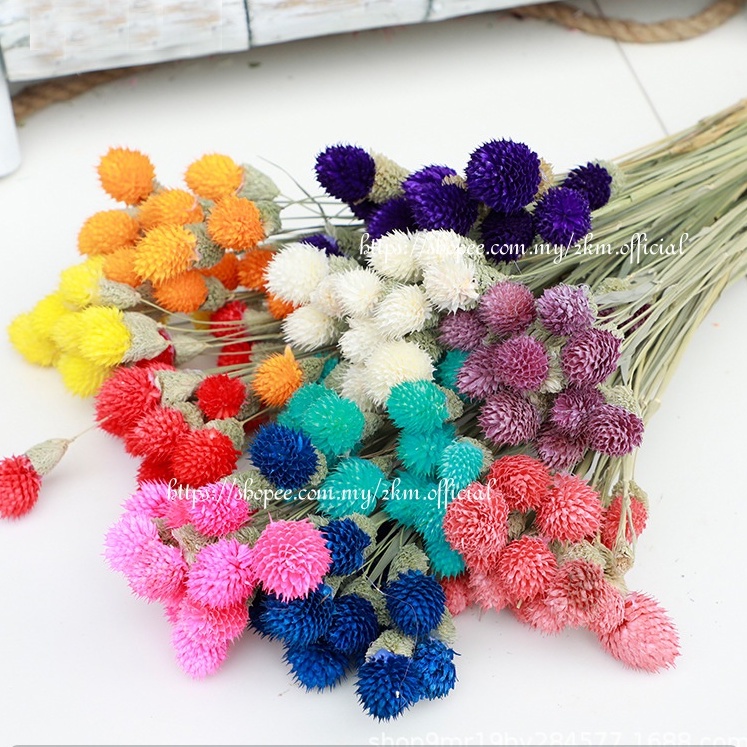 (15PCS) GLOBOSA GLOBOSE GOMPHRENA AMARANTH Bunga Butang Dry Natural ...
