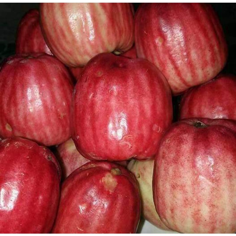 Pokok Jambu Bol / Jambu Loceng / Jambu Kayu | Shopee Malaysia