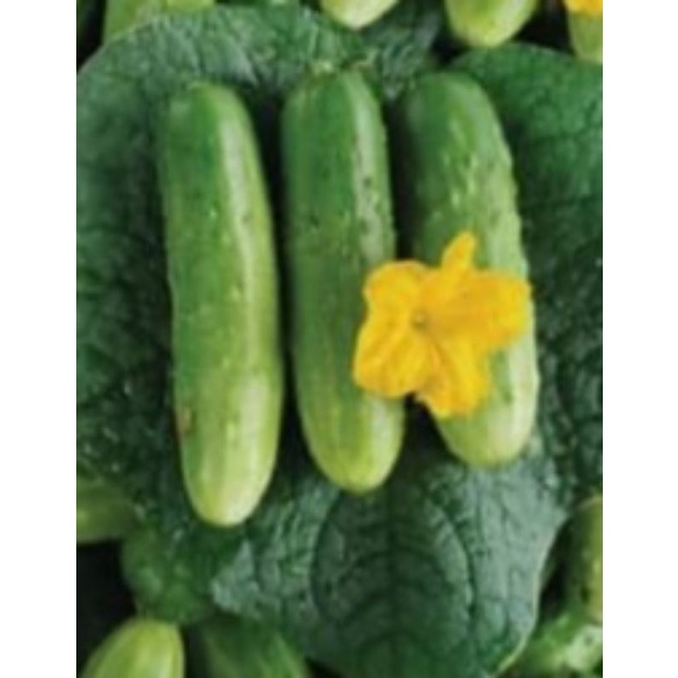 anak pokok timun mini. Rm2 sepokok | Shopee Malaysia