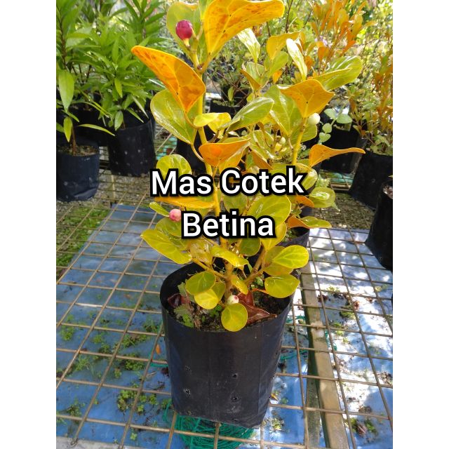ANAK POKOK MAS COTEK BETINA | Shopee Malaysia