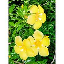 Anak pokok Alamanda Kuning Bunga Jenis Besar dalam Polybag | Shopee ...