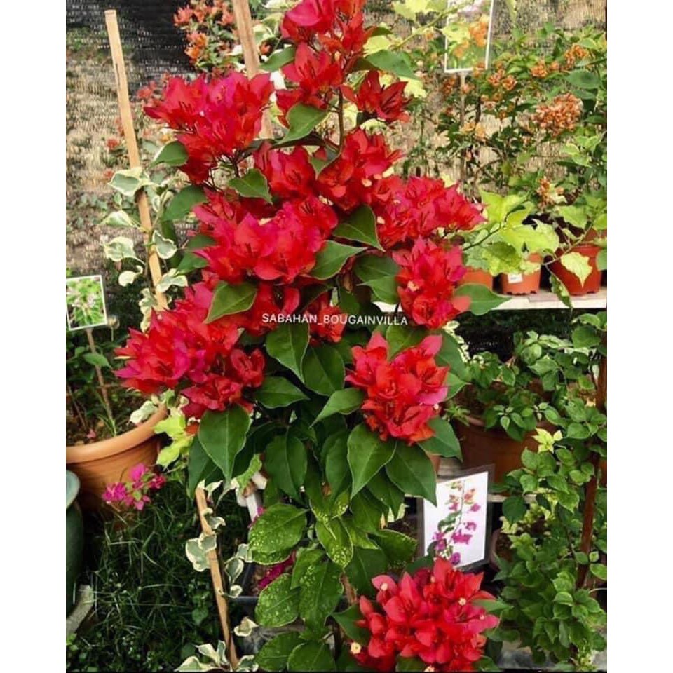 BUNGA KERTAS RARE ( EM MERAH) | Shopee Malaysia