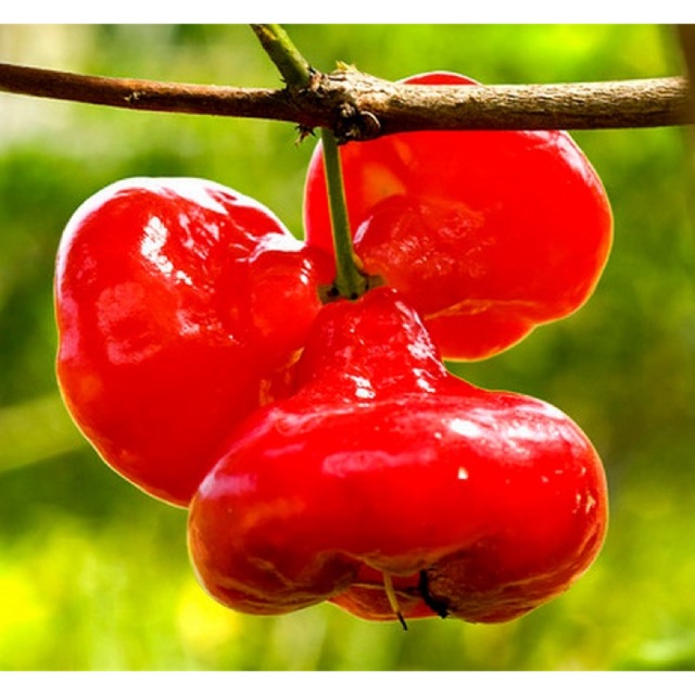 Anak Pokok Jambu Bertih / Jambu kecil | Shopee Malaysia