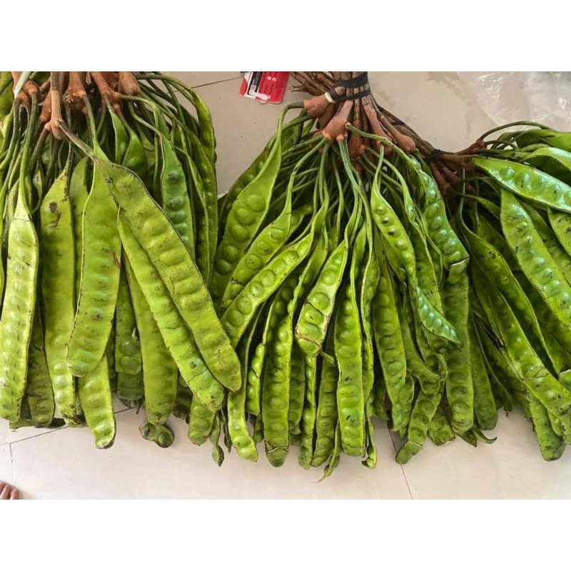 PETAI ISI PADAT DARI KEBUN | Shopee Malaysia