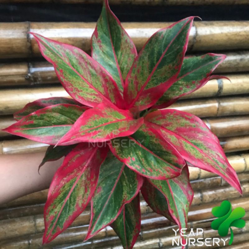 AGLAONEMA CHINESE EVERGREEN(RED) | Shopee Malaysia
