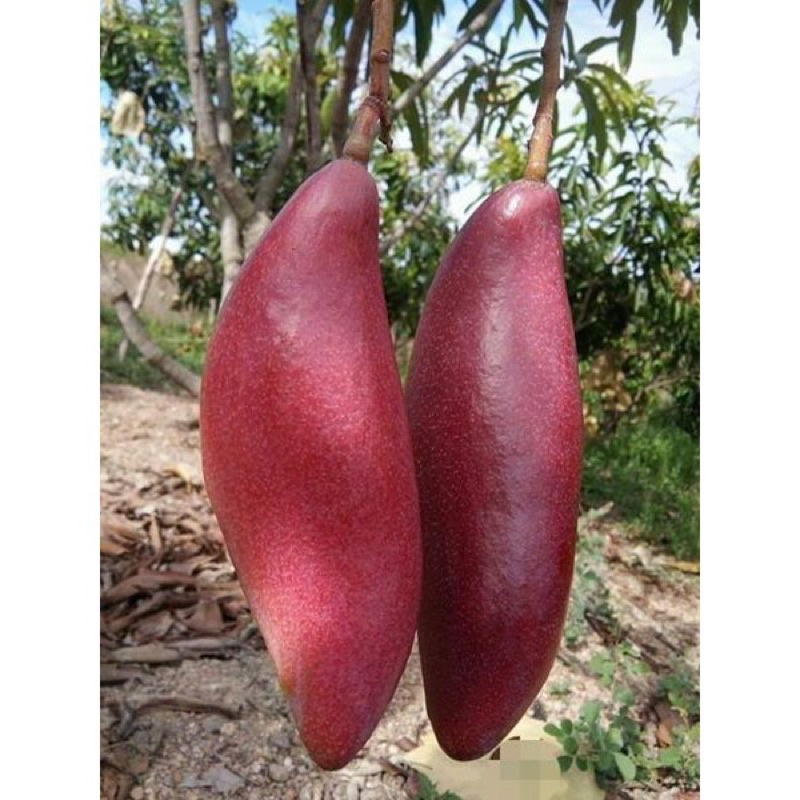 Anak Pokok Mangga Gajah Merah | Shopee Malaysia