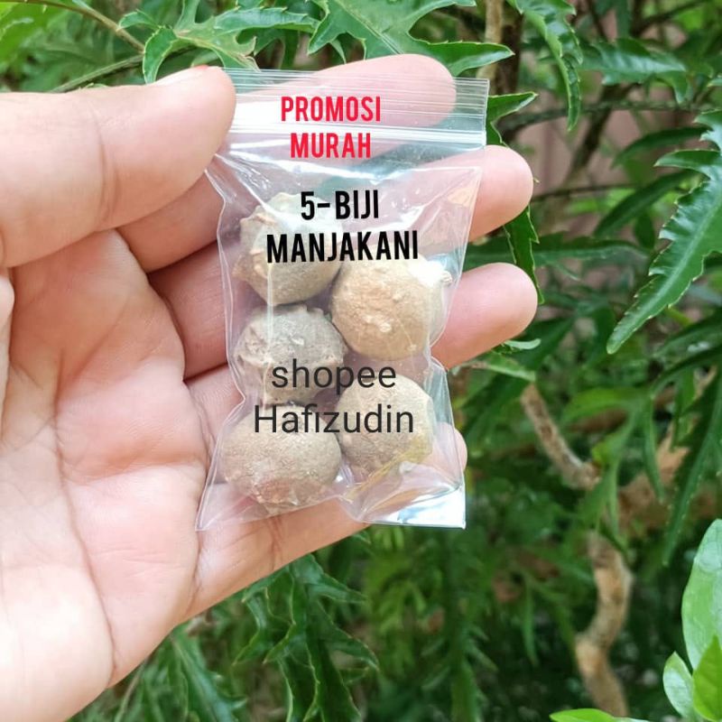 5 Biji Manjakani /Biji Manjakani Terpilih(Ready Stock) | Shopee Malaysia