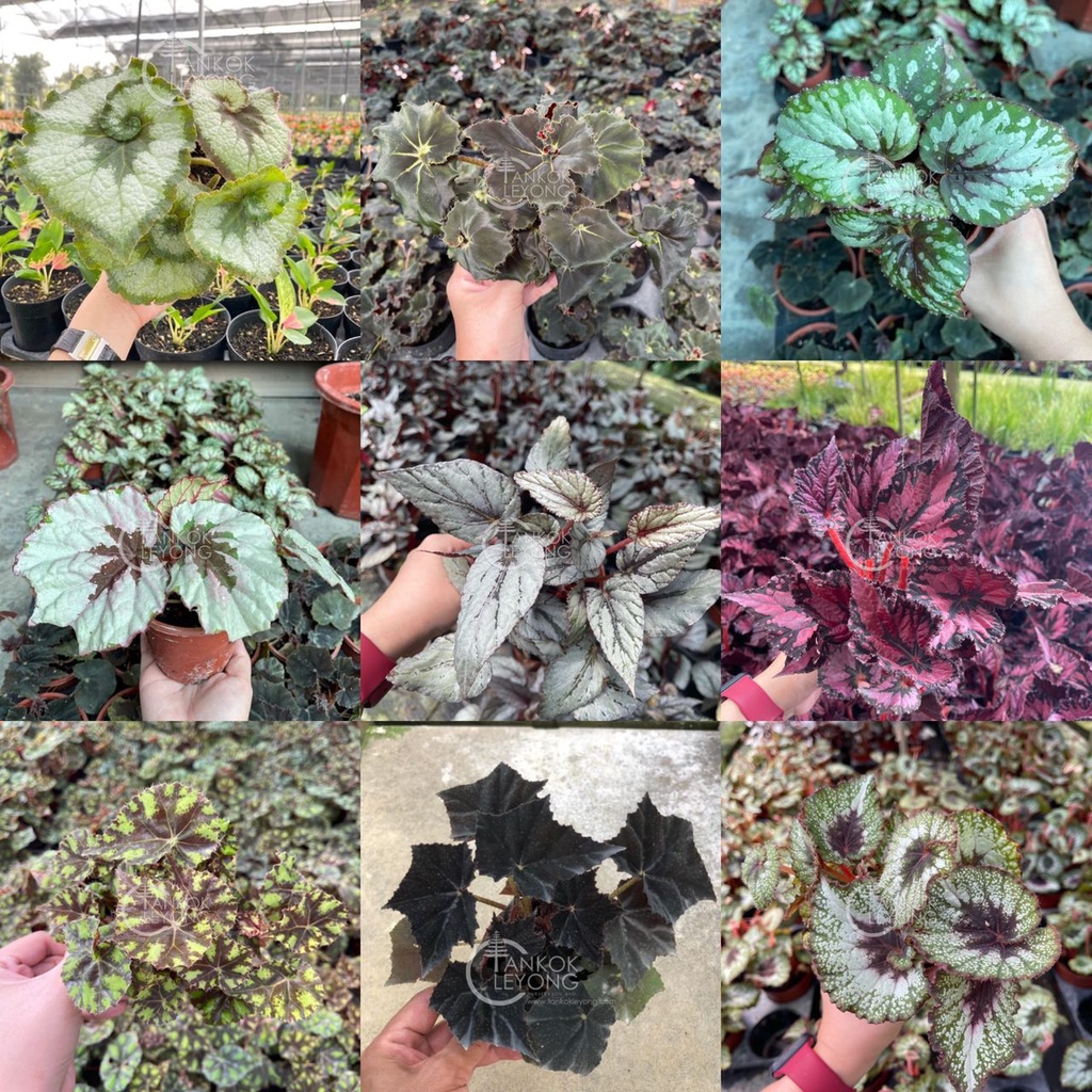 TKL - Begonia Rex Artic Breeze/BlackVelvet/Mamba/AlaskaCreek/Red Kiss ...