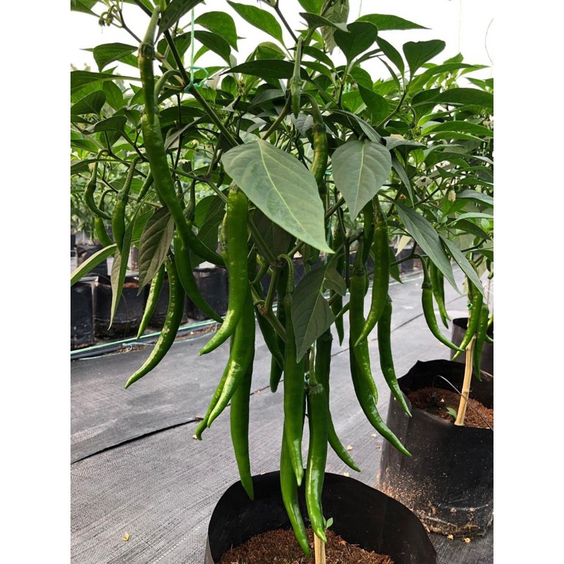 10pcs seeds CILI INDONESIA panjang sejengkal puas hati tanam | Shopee ...