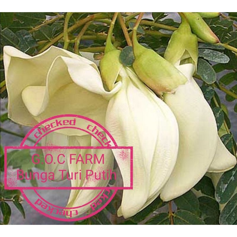 Bunga Turi Putih Kampung (Berat 150g++) | Shopee Malaysia