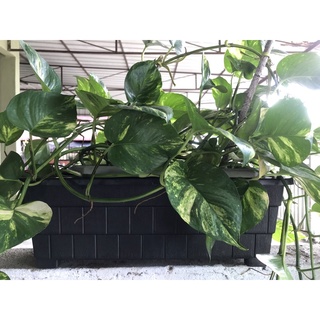 Pasu bunga petak Panjang Besar Pasu Bunga Lebar / BIG POT Pasu Sayur ...