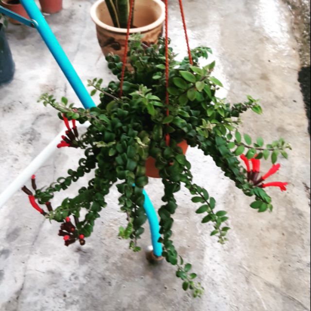 Pokok bunga lipstik merah | Shopee Malaysia