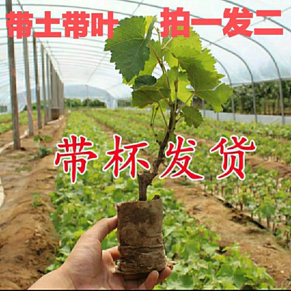 葡萄苗 Grape seedlings Grape seedlings leaf-soil sunlight rose giant peak ...