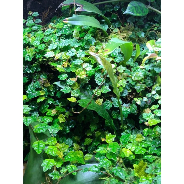 Ficus pumila quercifolia(5cm pot), creeping fig, terrarium, paludarium ...
