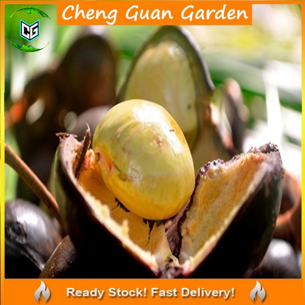 Anak Pokok Jering Jengkol Pokok Ulam Pokok Stabil Rare | Shopee Malaysia