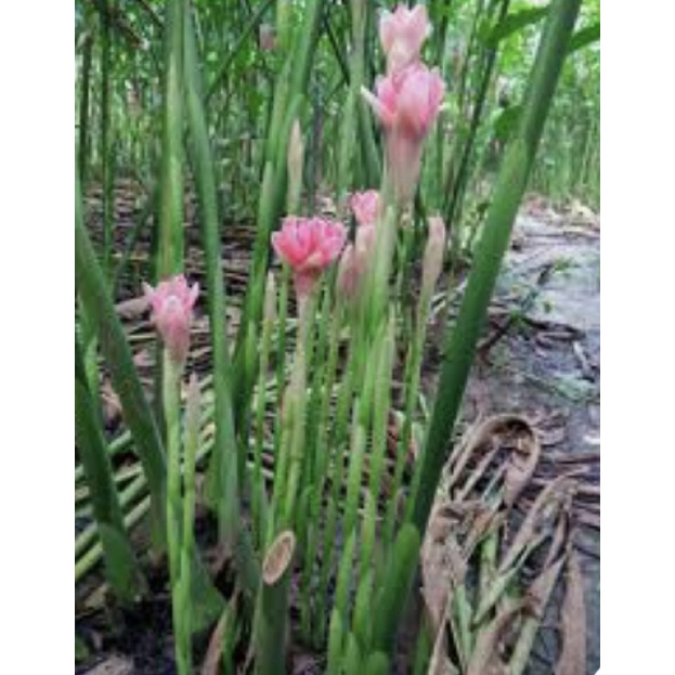 Benih Bunga Kantan Merah Jambu (Rizom Pink Torch Ginger) | Shopee Malaysia