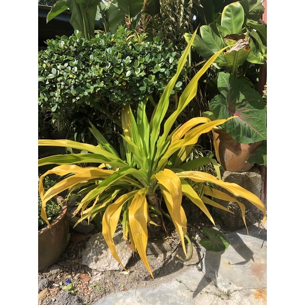 Pokok pandan diraja. pandan kuning.🌾 pokok bakung emas/crinum lily ...
