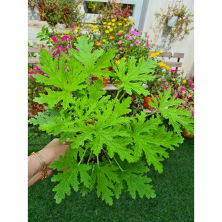 real plants jeremin plants/pokok halau nyamuk | Shopee Malaysia