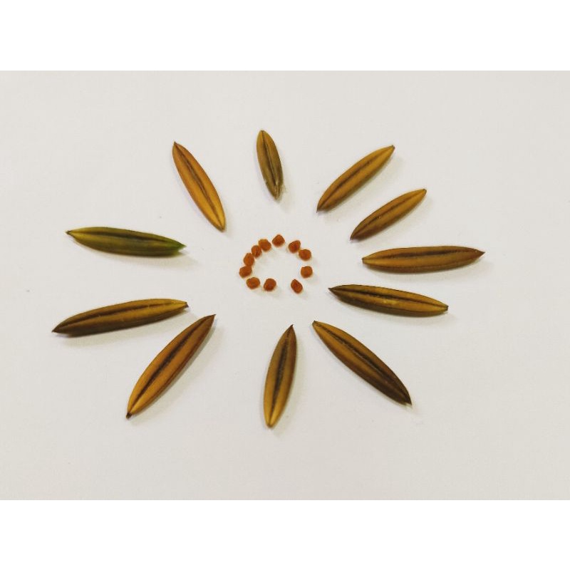 100 biji benih hempedu bumi dari kebun sendiri di tuai pada 20/01/2023 ...