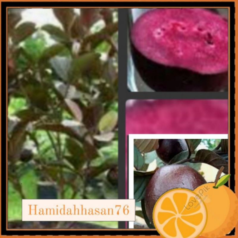Pokok jambu batu merah【free sekam bakar+baja organik AA】 | Shopee Malaysia