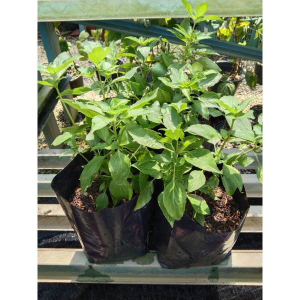 anak pokok selasih(thai basil) | Shopee Malaysia
