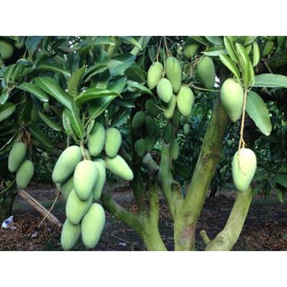 Mangga Chokanan Tempatan (Tanaman Malaysia). Local Mango Chokanan ...