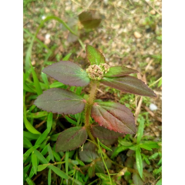 POKOK SUSU NABI / SUSU KAMBING/ ARA TANAH | Shopee Malaysia