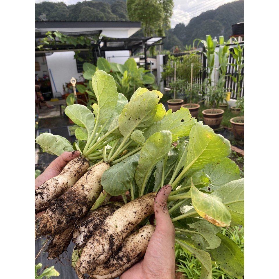 Lobak Putih / White Radish (Benih repack) | Shopee Malaysia