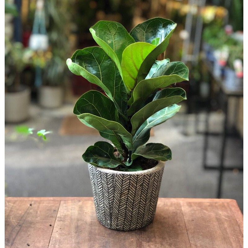 Fiddle leaf fig (fig farm pokok ficus) | Shopee Malaysia