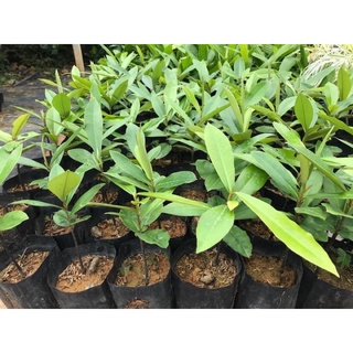 pokok buah nadir mentega (seralat) | Shopee Malaysia