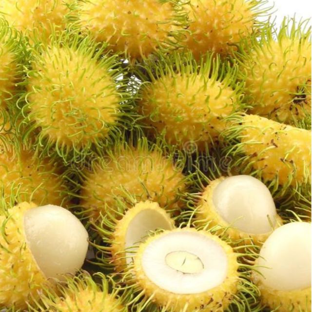 Rambutan Gading/Kuning Kawin,Cepat Berbuah | Shopee Malaysia