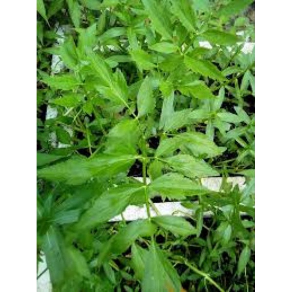 Daun Selom 1 Ikat (Petik Segar) | Shopee Malaysia