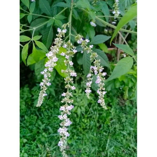 SUMBER MAKANAN KELULUT - Bunga Lemuni 5 Daun Biji . (5 Leaf Vitex Seed ...