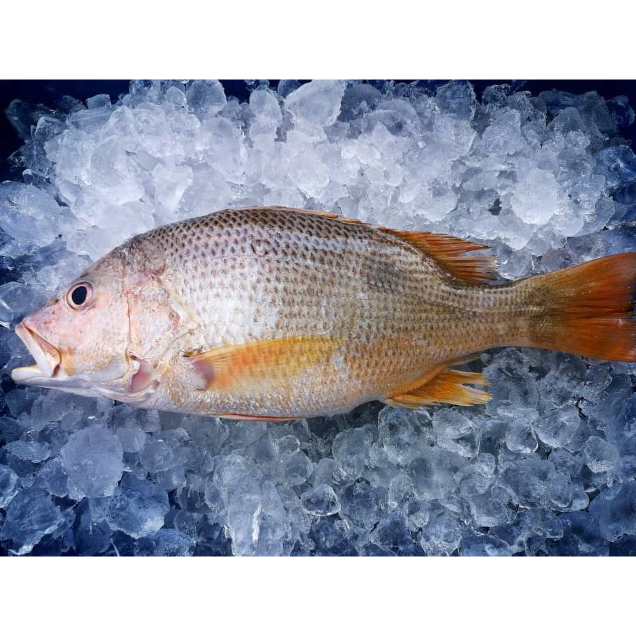 Ikan Jenahak Segar golden Snapper Fish 700g-800g | Shopee Malaysia