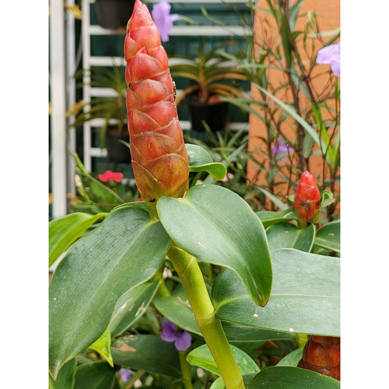 🌿3 KERATAN POKOK BUNGA LADA🌿 | Shopee Malaysia