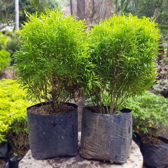 Anak pokok bunga tong mas/Bola Mas-Fruit Nursery Malaysia | Shopee Malaysia