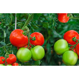Anak Pokok Fresh Tomato / pokok tomato segar | Shopee Malaysia