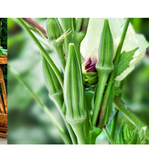 Anak pokok bendi hybrid dalam polybag-Fruit Nursery Malaysia | Shopee ...