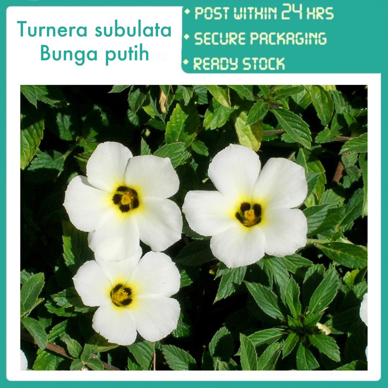 PBN - turnera subulata bunga white flower - anak pokok bunga nursery ...