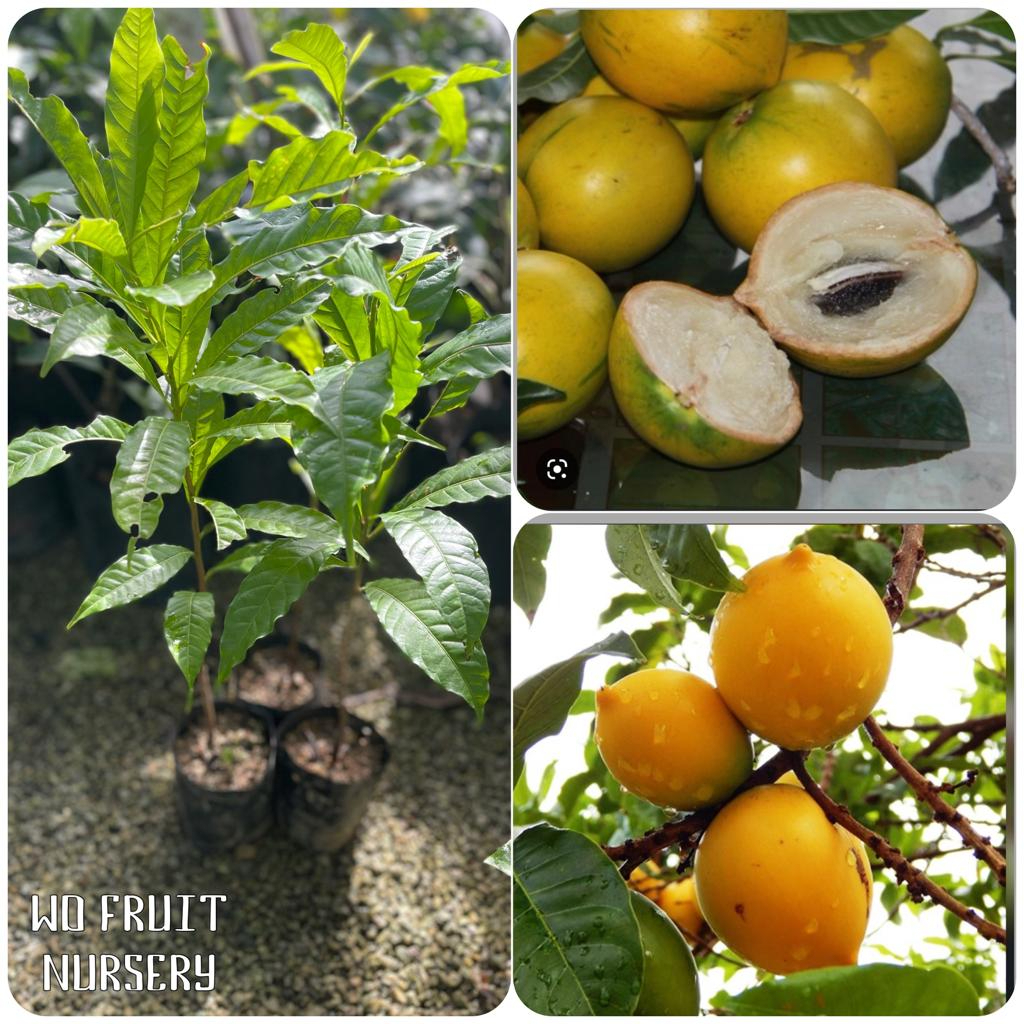 Pokok buah Abiu/pokok abiu/abiu | Shopee Malaysia