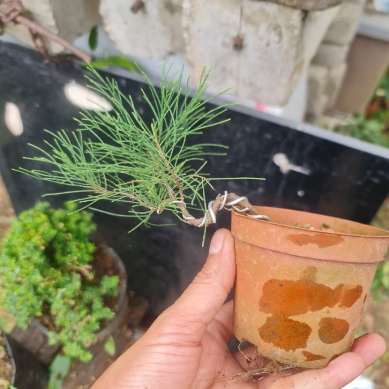 bonsai cemara udang indonesia stok training | Shopee Malaysia