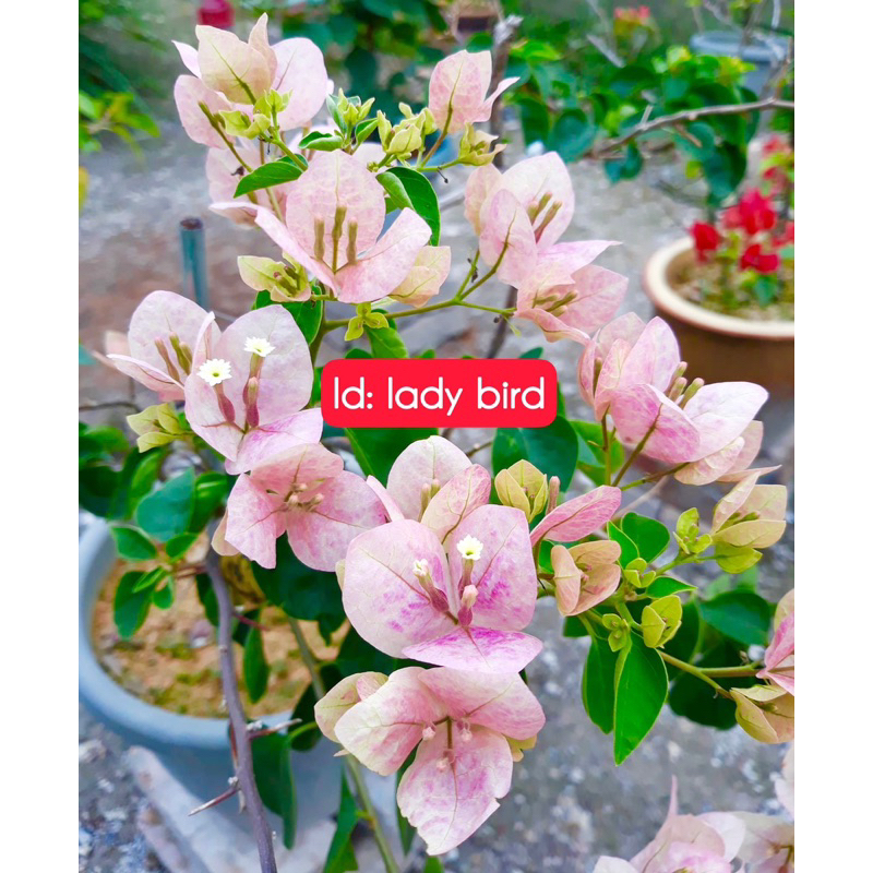 Bunga Kertas Pelbagai Jenis ID RARE,Bougainvillea | Shopee Malaysia