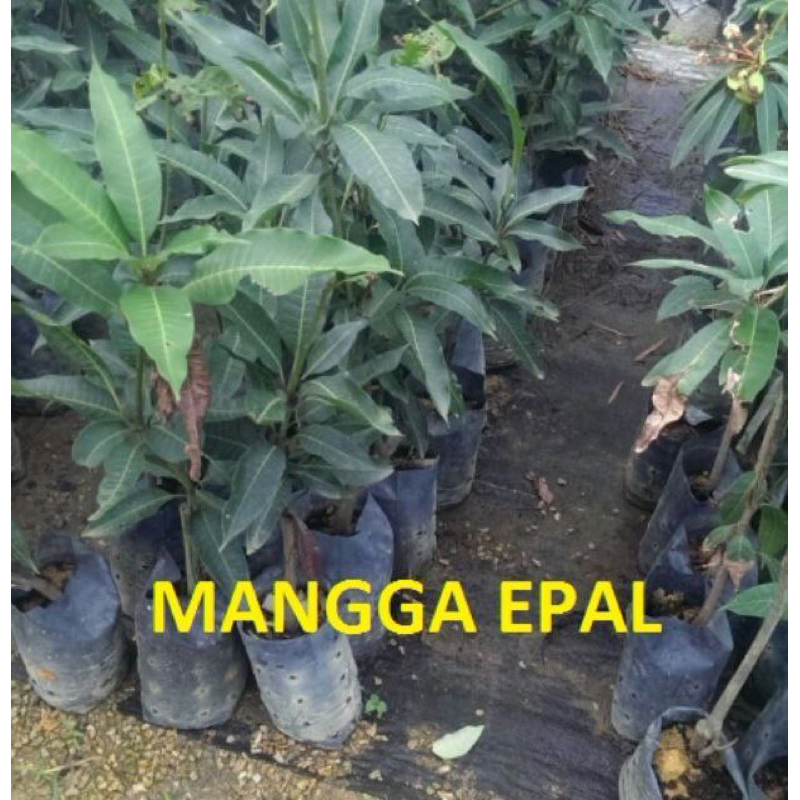 Mangga Epal/Pokok Kawin Cepat Berbuah | Shopee Malaysia